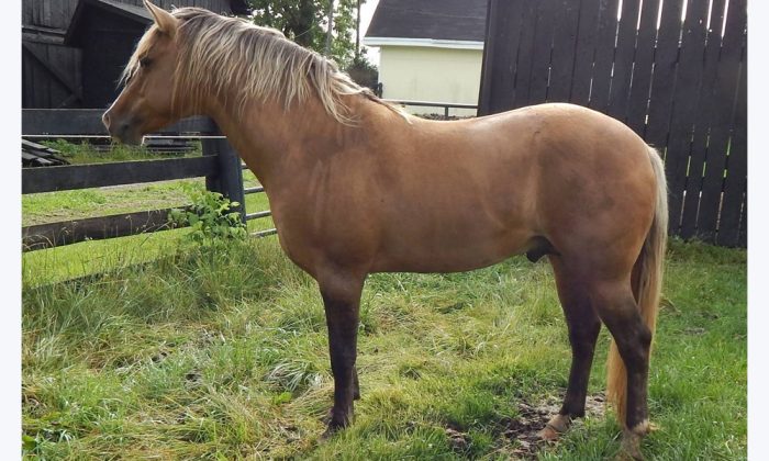 Rocky Mountain Horse Association | Firefox