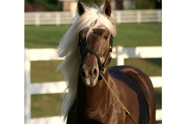 Rocky Mountain Horse Association | Stallion Directory